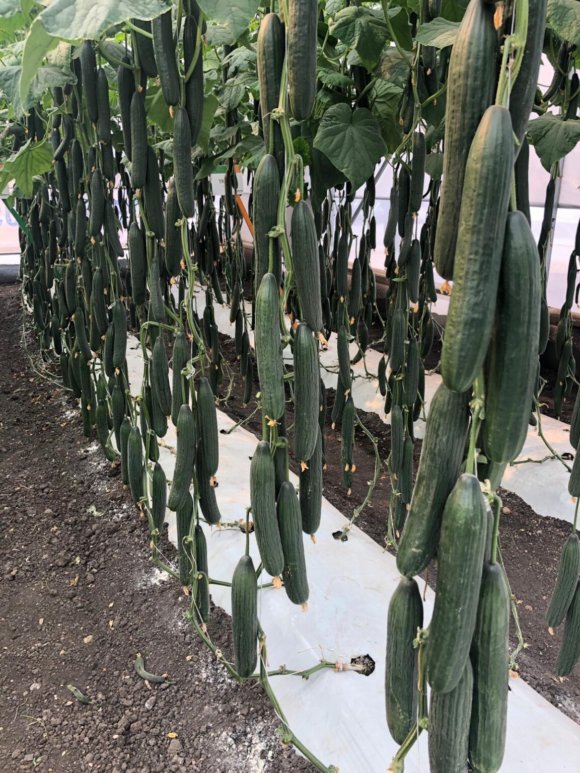 Cucumbers in the South African Market - South Africa