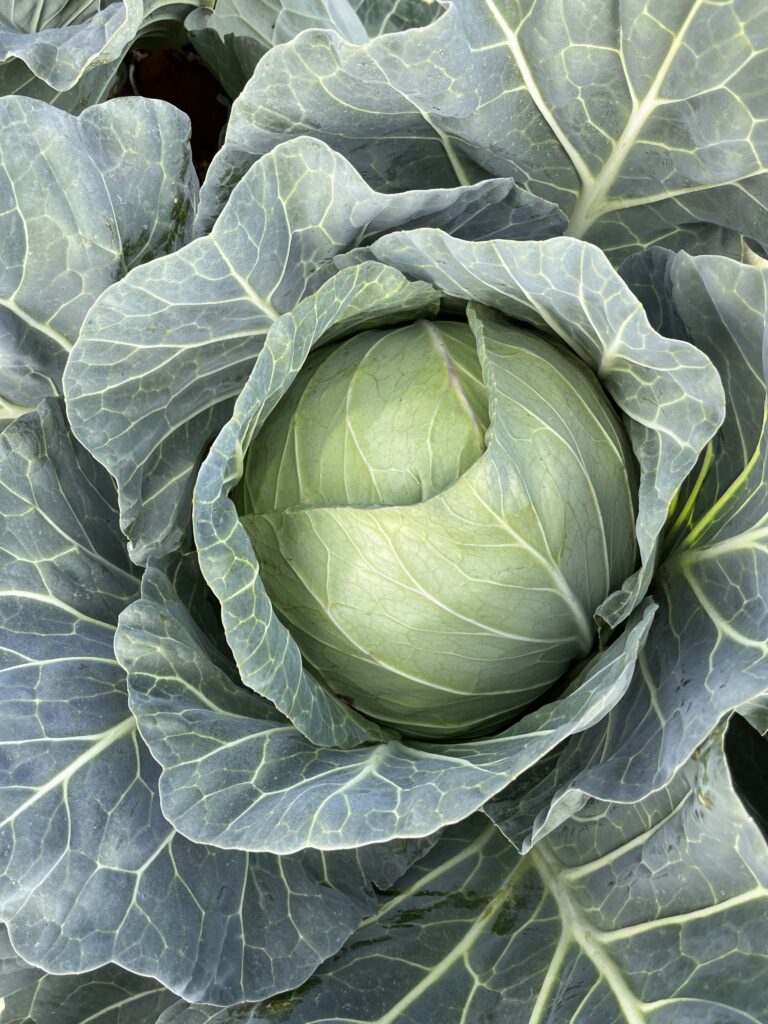 Taurus Cabbage Seeds Bulk Supply - Hazera S.A.