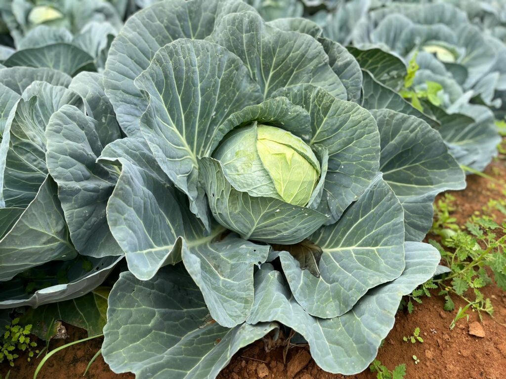 Newton Cabbage Seeds for Bulk Supply - Hazera S.A.