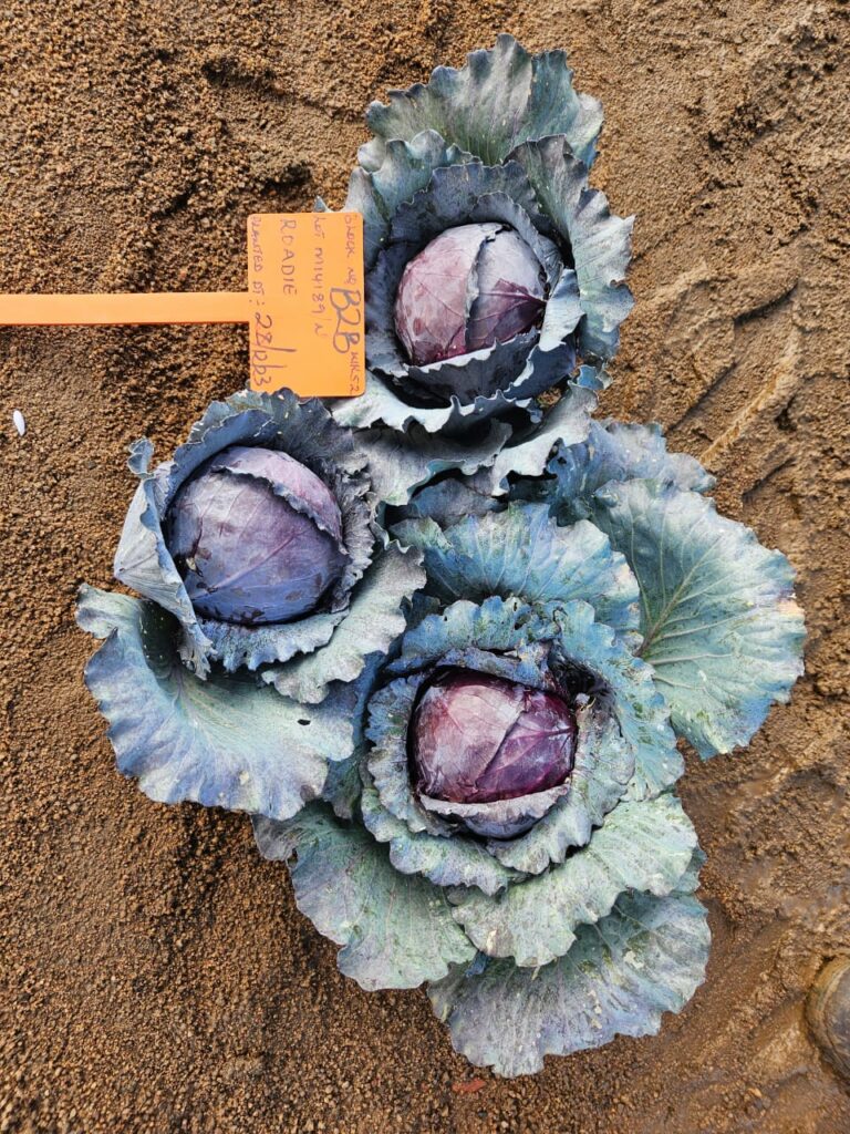 Roadie Cabbage Seeds for Bulk Supply - Hazera S.A.