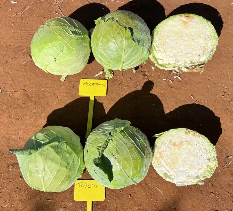 Top Cut Cabbage Seeds for Early Harvest - Hazera S.A.