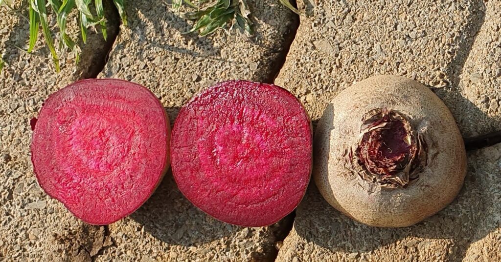 Crops - South Africa