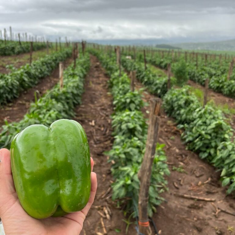 Sparta F1 Sweet Pepper Seeds for Bulk Use - Hazera S.A.