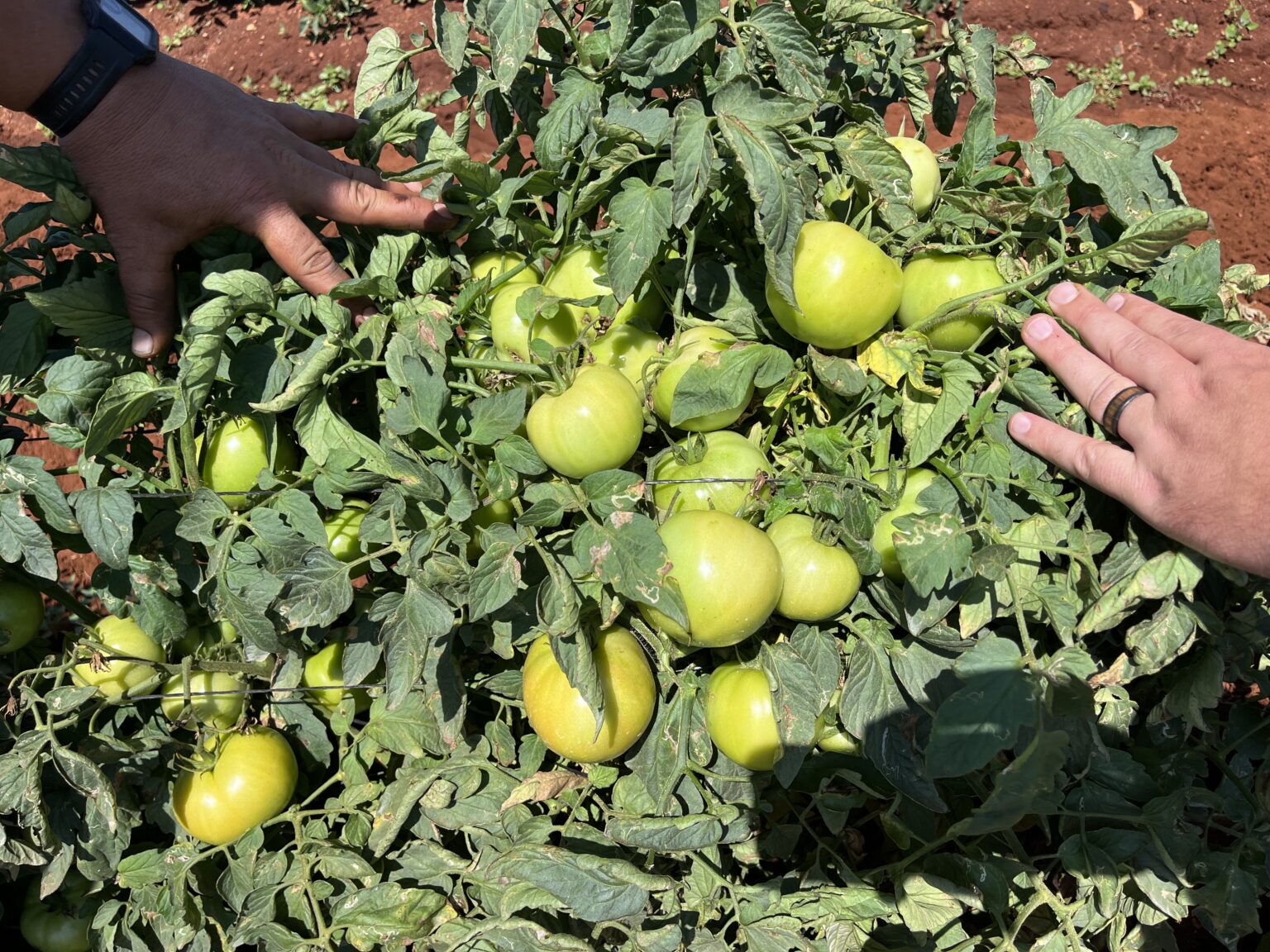 Tycoon F1 Determinate Tomato Seeds for Bulk - Hazera S.A.