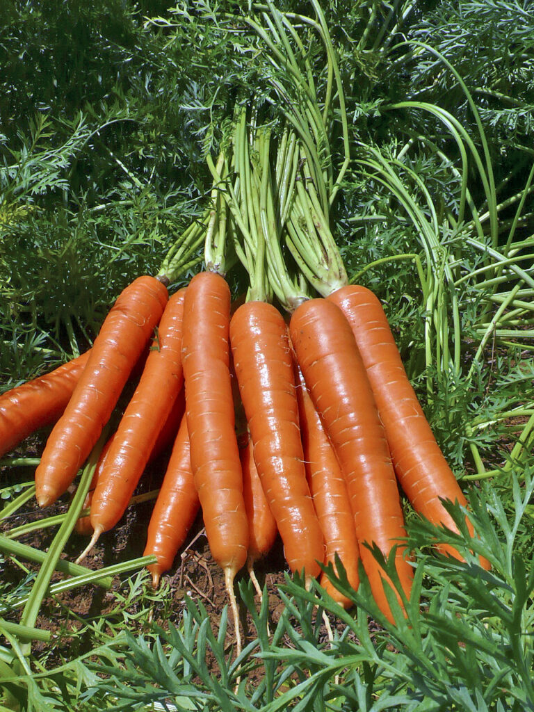Verano F1 Carrot Seeds for Bulk Orders - Hazera S.A.