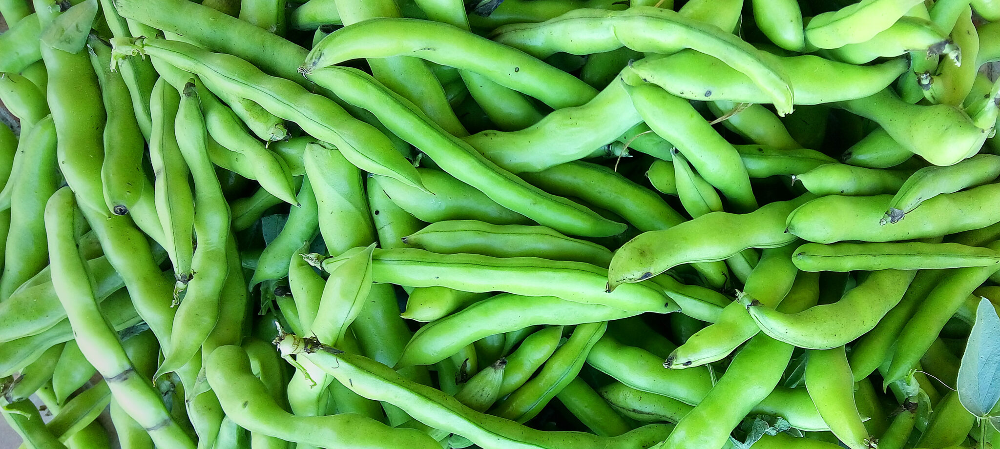 Crops - South Africa