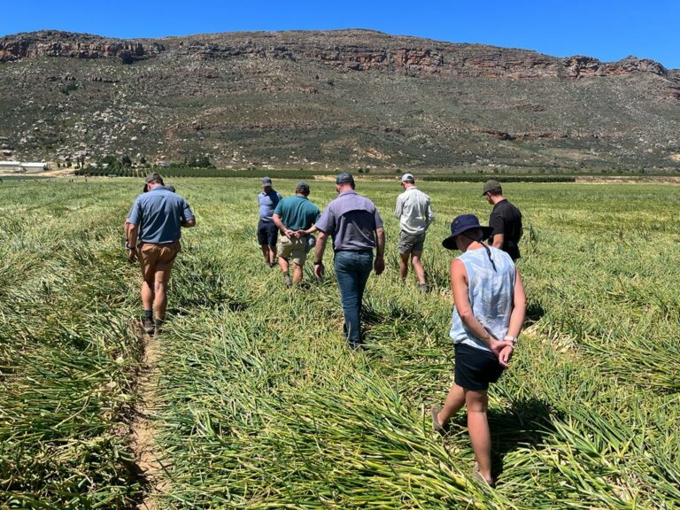 High-Quality Seeds for Profitable Farming | Hazera South Africa