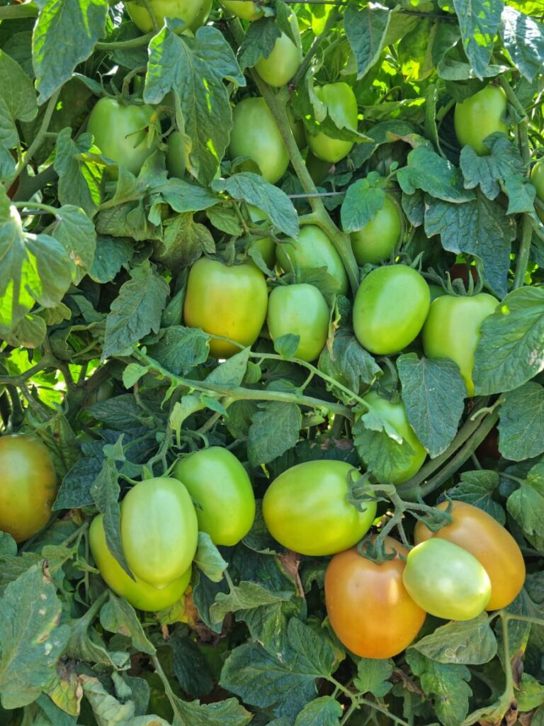 Kinnar F1 Saladette Tomato Seeds for Bulk - Hazera S.A.